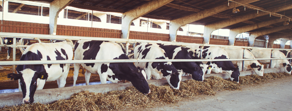 Livestock Ventilation: Cooling Sytems & Fans | Fanquip Australia
